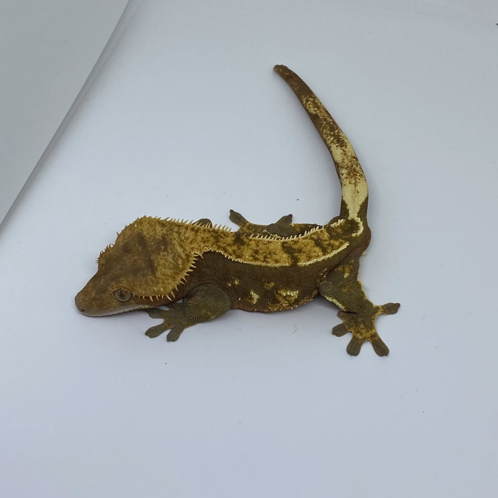 Striped Pictus Gecko (Paroedura pictus) - Predator and Prey Exotics