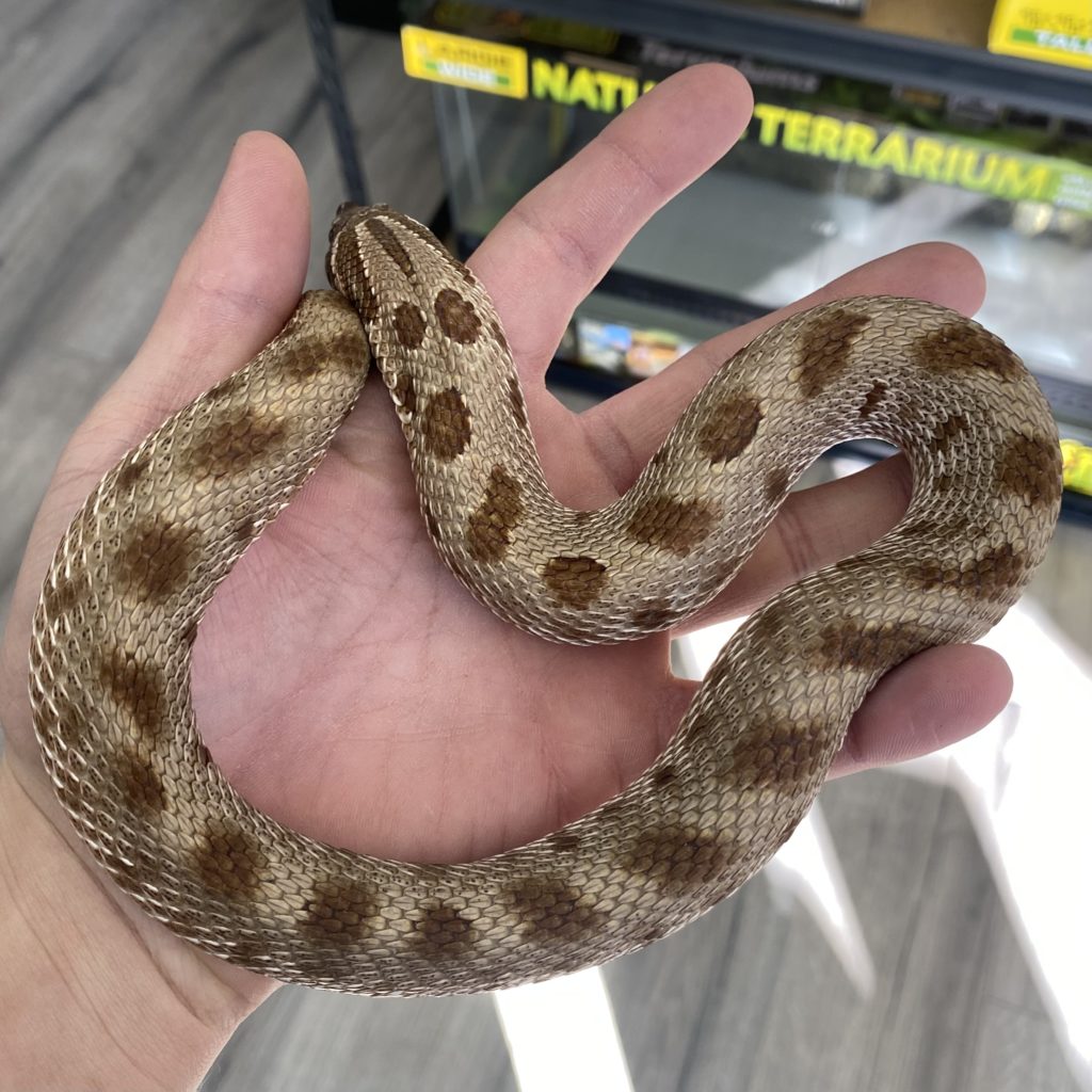 Female Anaconda Hognose - Predator and Prey Exotics