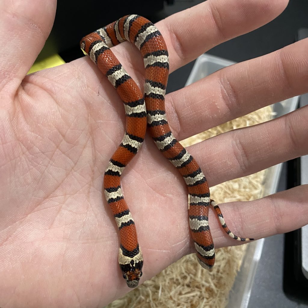 Striped Pictus Gecko (Paroedura pictus) - Predator and Prey Exotics