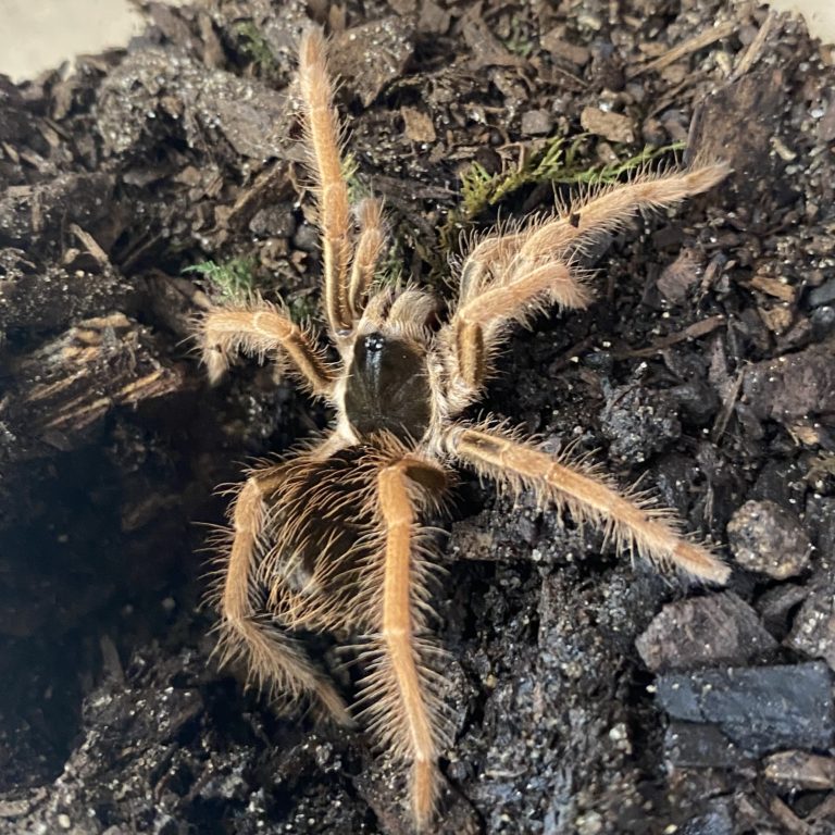 Tarantulas - Predator and Prey Exotics