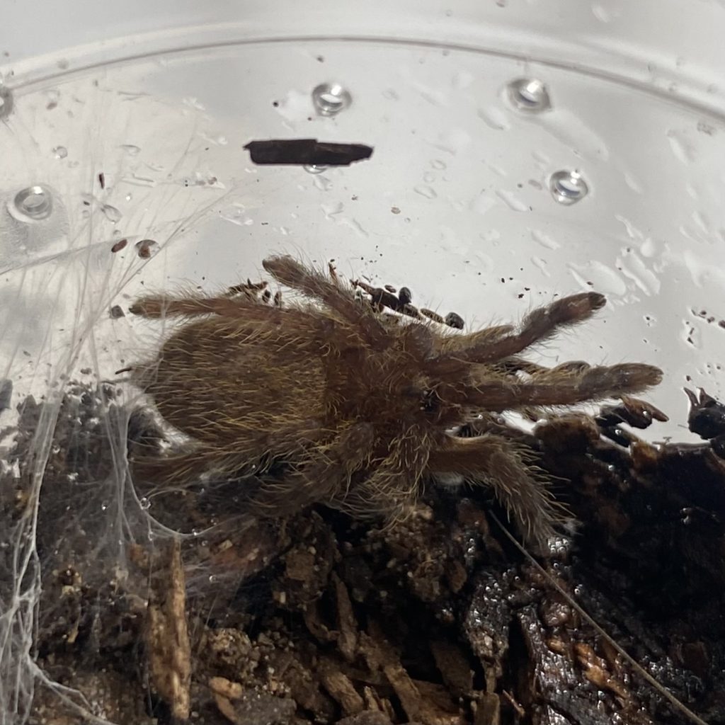 Tarantulas - Predator and Prey Exotics