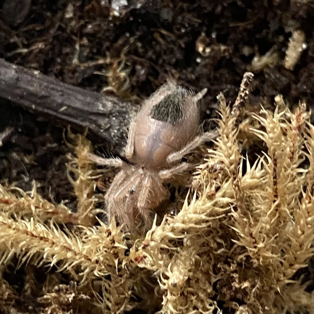 Tarantulas - Predator and Prey Exotics