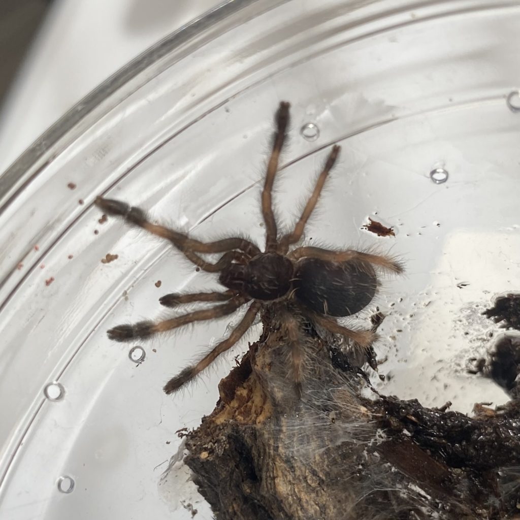 Psalmopoeus victori (Darth Maul Tarantula) - Predator and Prey Exotics