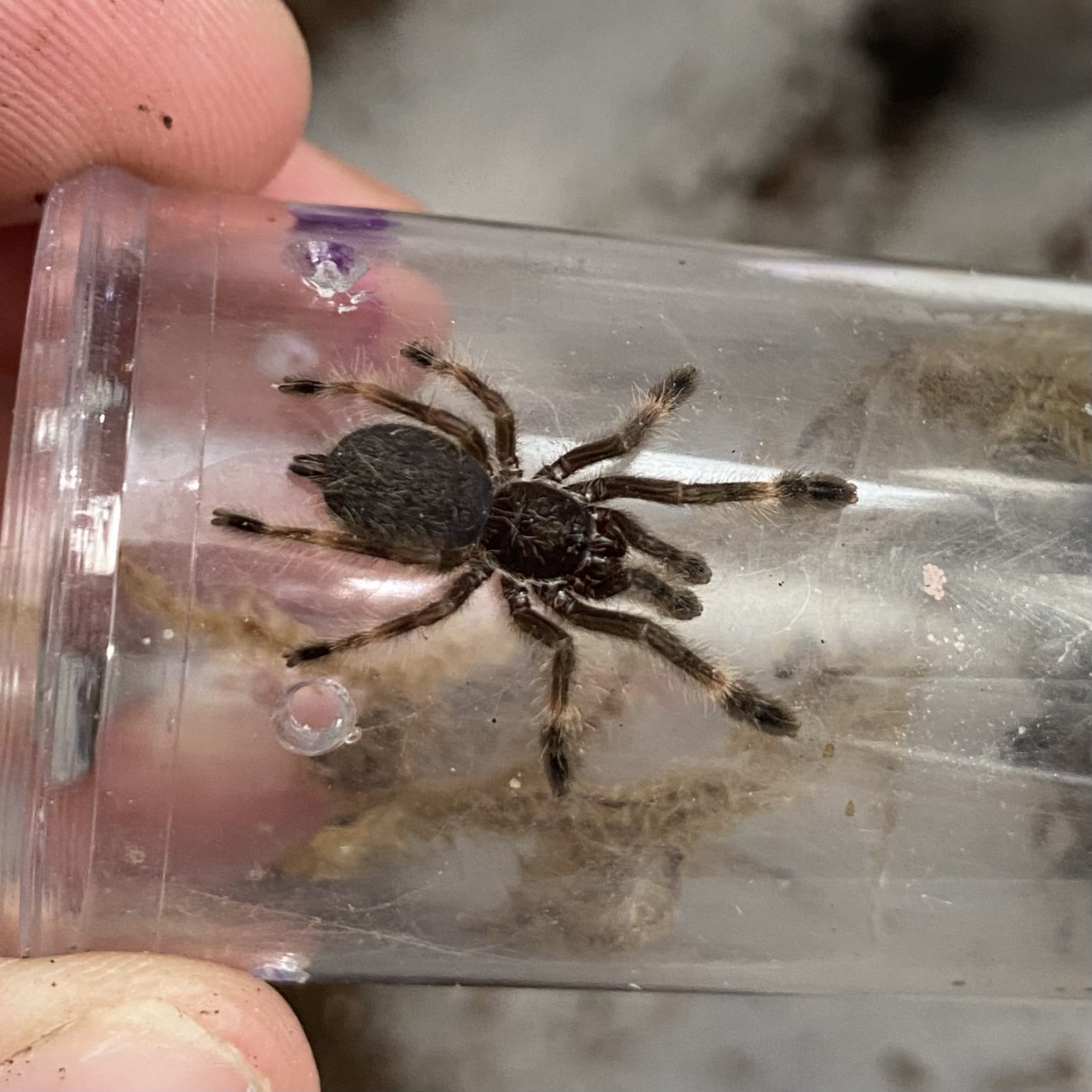 Ornithoctoninae sp. "Vietnam Silver" - Predator and Prey Exotics