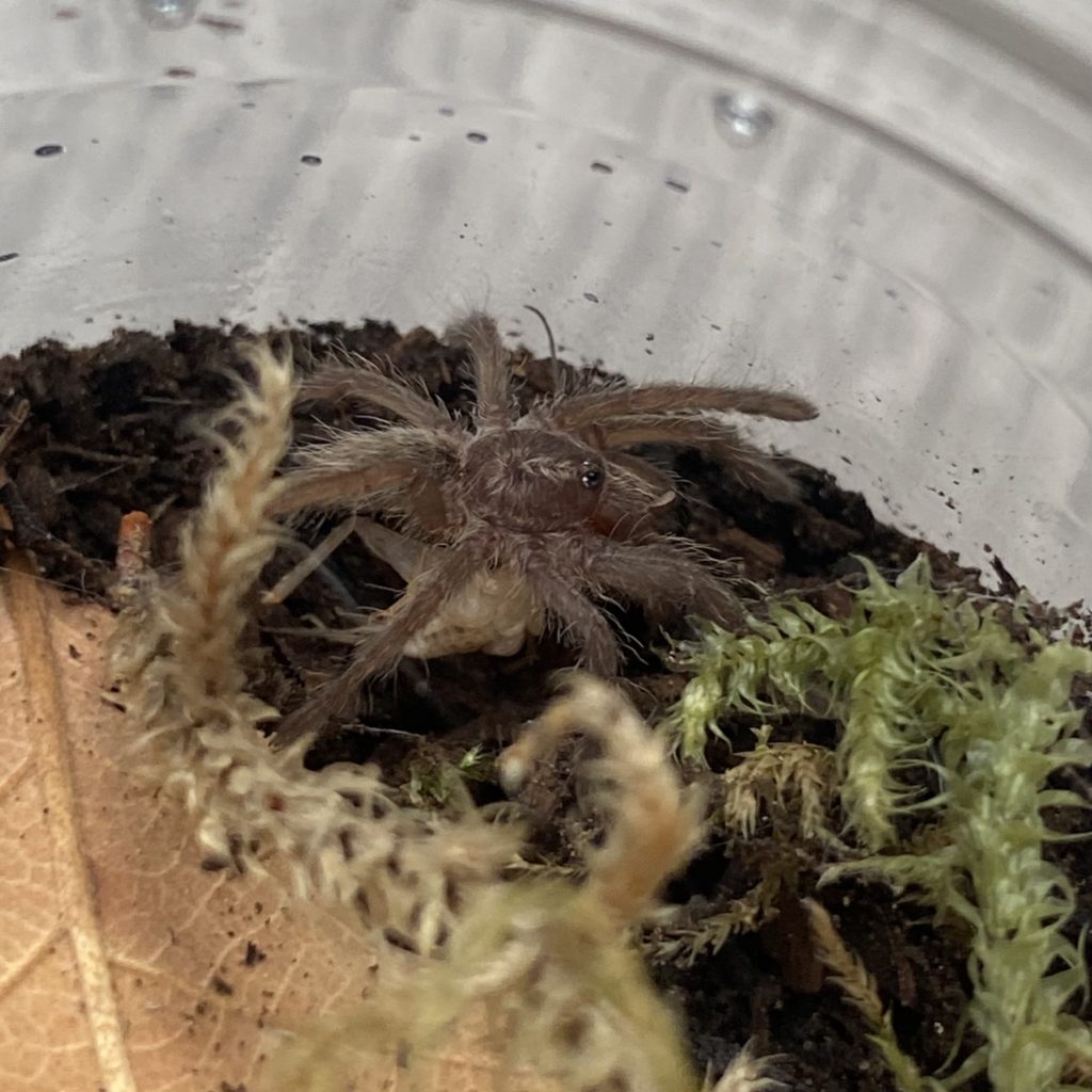 Tarantulas - Predator and Prey Exotics