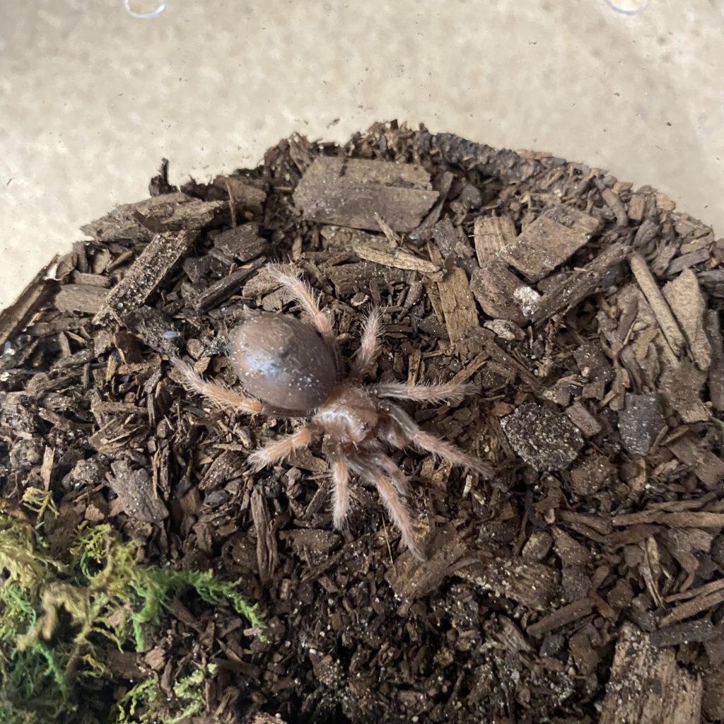 Tarantulas - Predator and Prey Exotics