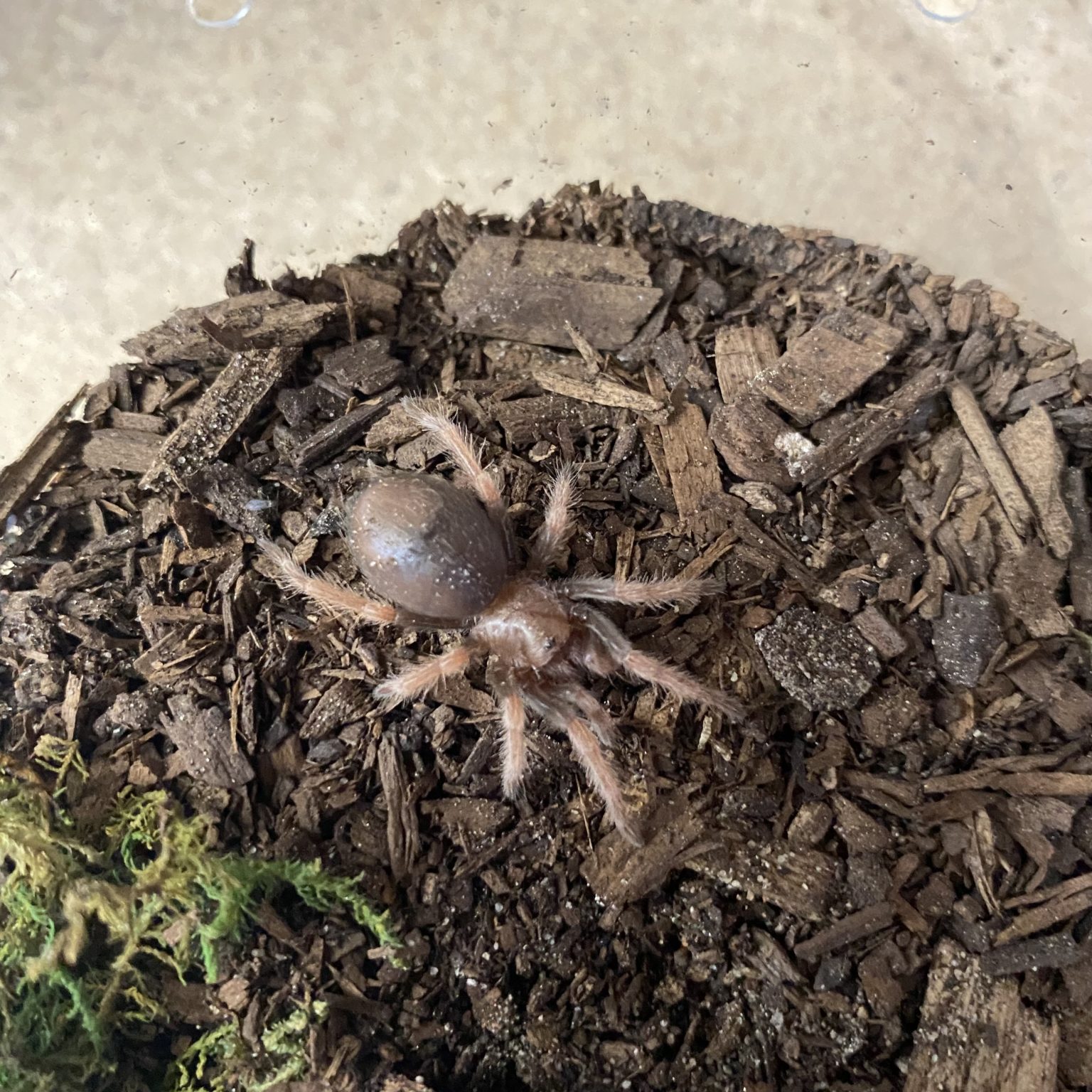 Tarantulas - Predator and Prey Exotics