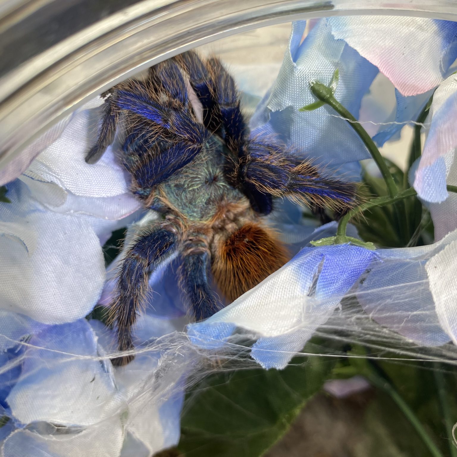 Phormingochilus sp. 'Rufus' (Peach Earth Tiger) - Predator and Prey Exotics