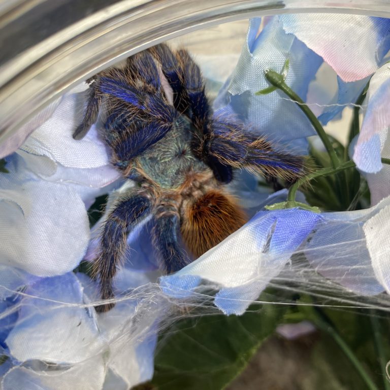 Tarantulas - Predator and Prey Exotics