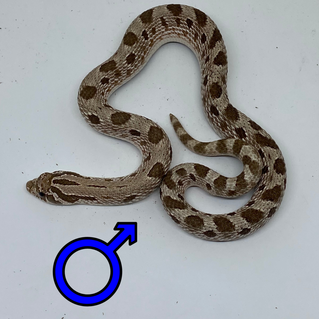 Hognose Normal Het Toxic - Predator and Prey Exotics
