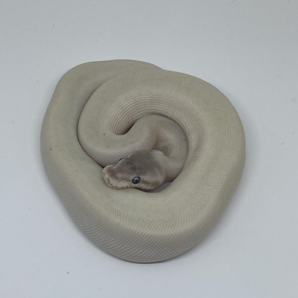 Female Blue Eyed Lucy Ball Python (Super Mojave Het Pied) - Predator ...